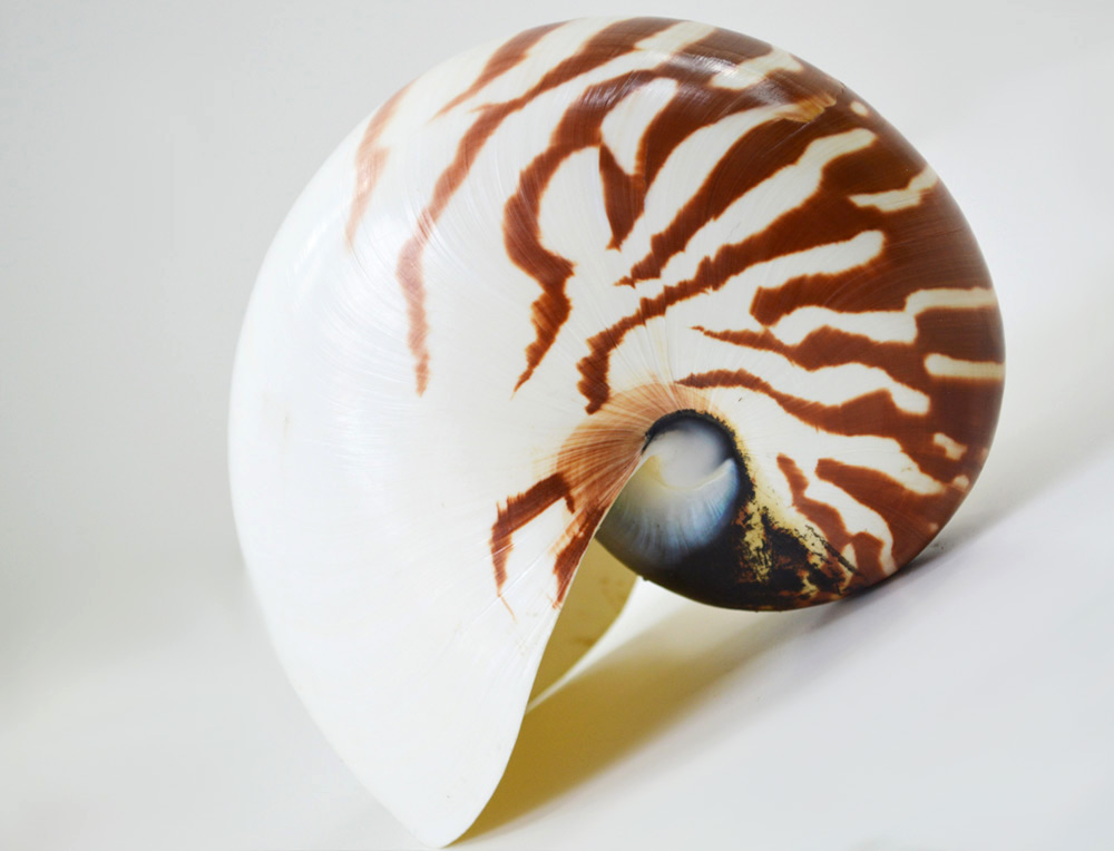 Shells Online - Shop